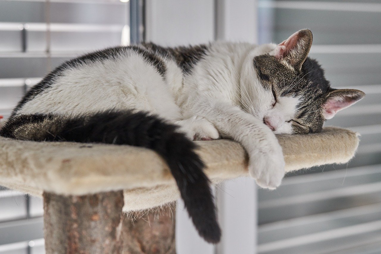 9 AWESOME Tall Cat Trees That YOUR Cat Will Love [2024]